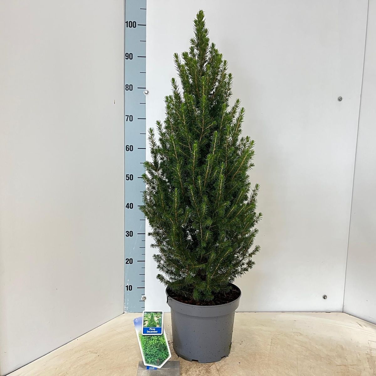 Picea glauca 'Conica' — Plant Wholesale FlorAccess