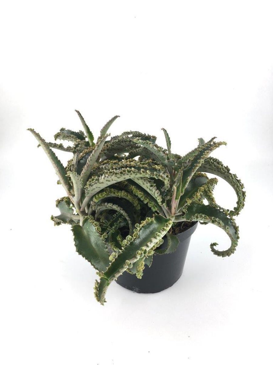 Kalanchoe daigremontiana 'Octopus' — Plant Wholesale FlorAccess