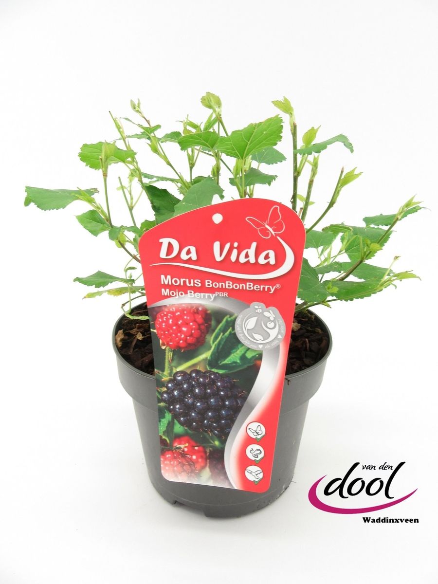 Morus rotundiloba MOJO BERRY — Plant Wholesale FlorAccess