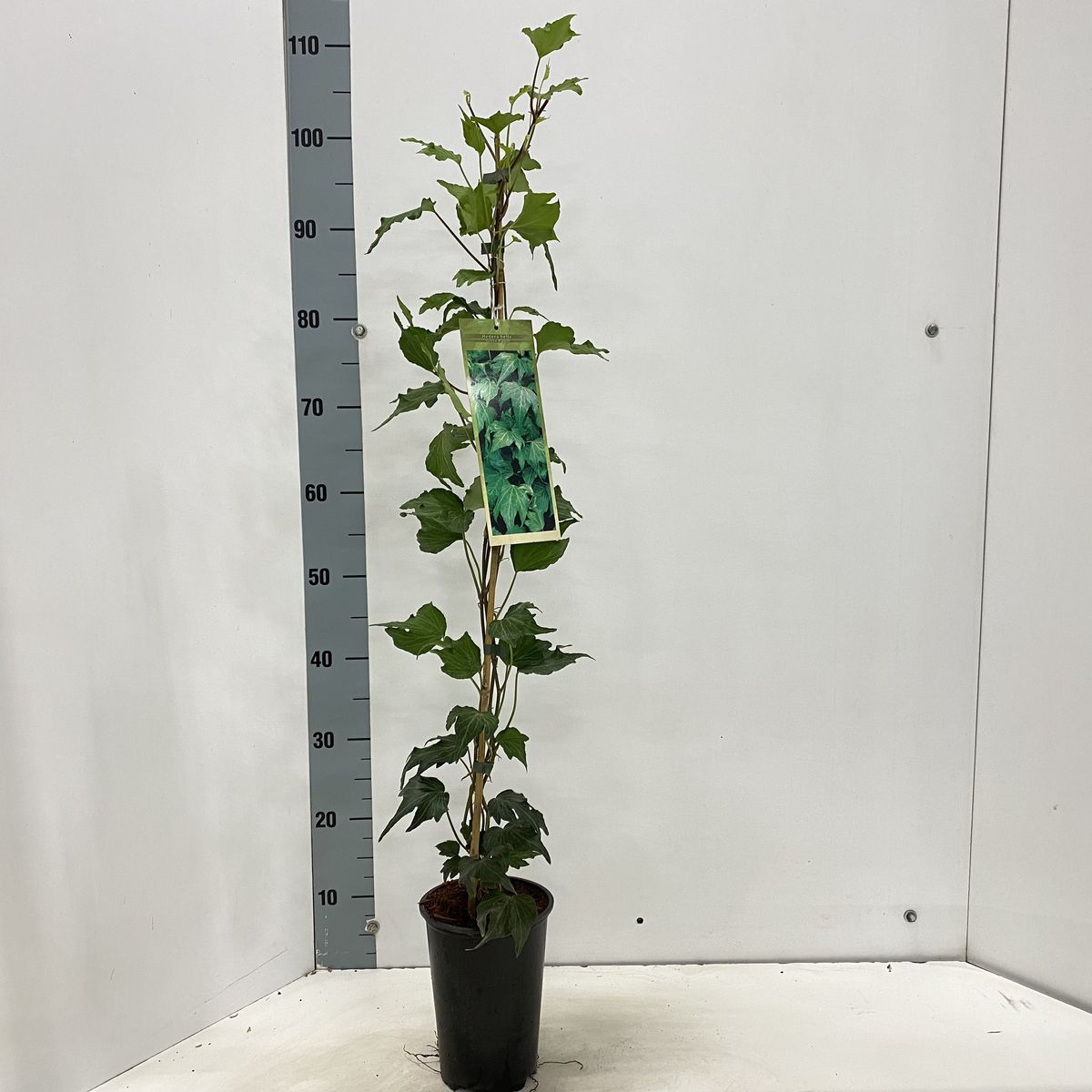 Hedera helix 'Green Ripple' — Plant Wholesale FlorAccess