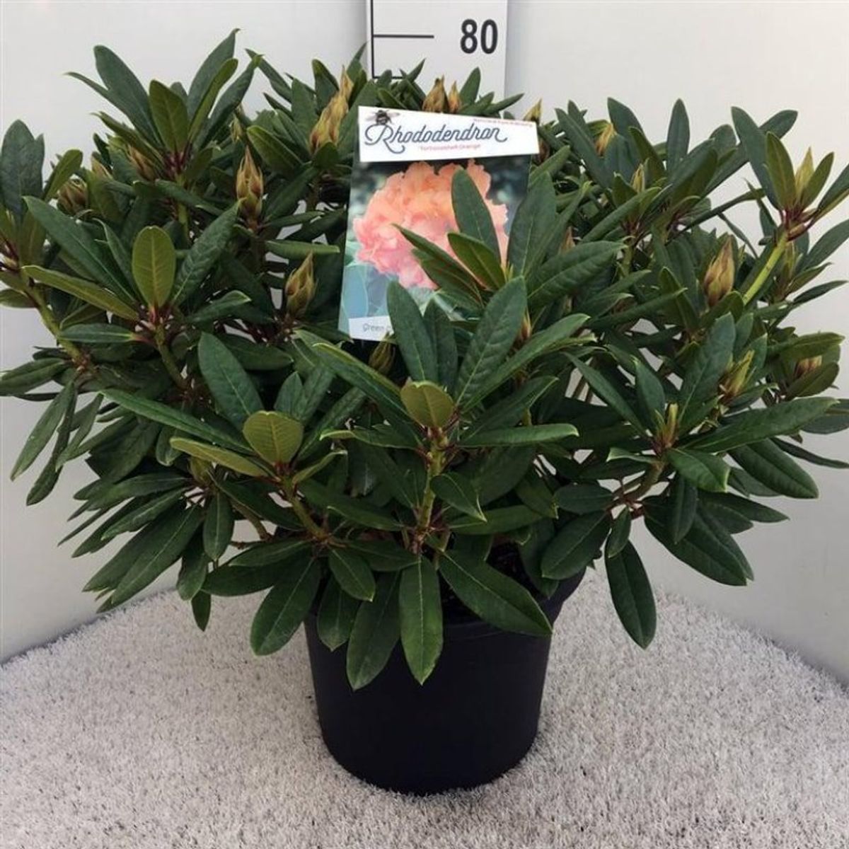 Rhododendron 'Tortoiseshell Orange' — Plant Wholesale FlorAccess