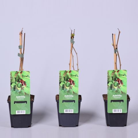 Actinidia arguta 'Issai' — Plant Wholesale FlorAccess