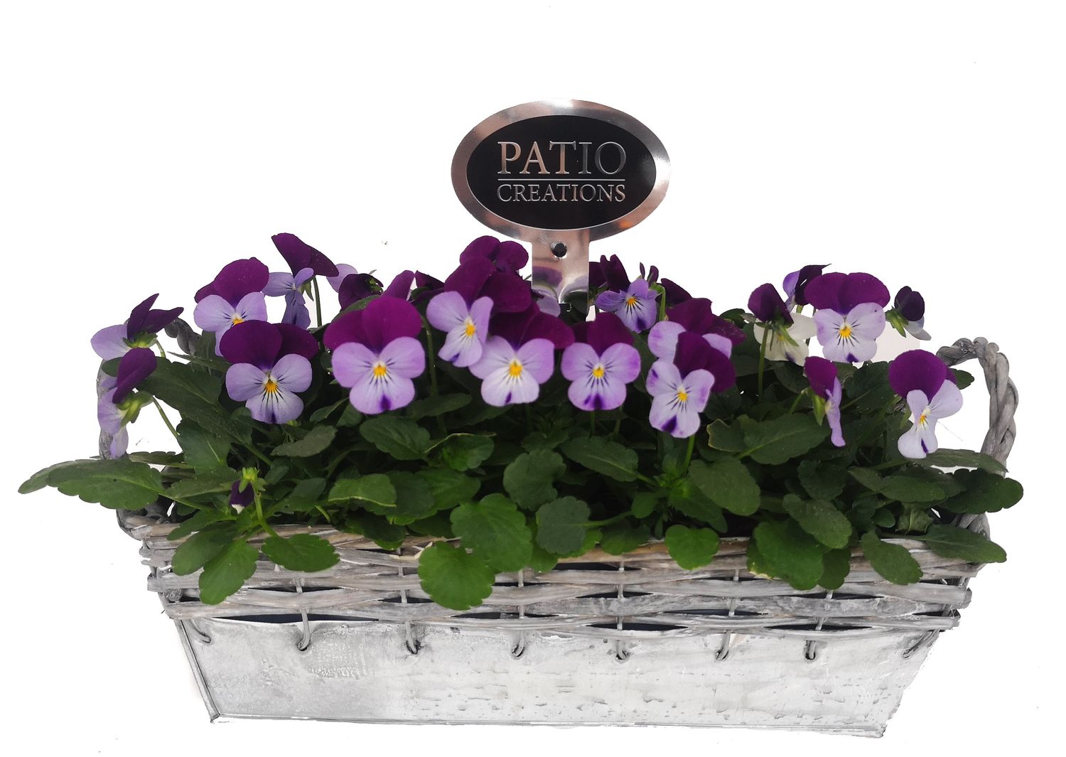 Arrangement Viola — Plant Wholesale FlorAccess