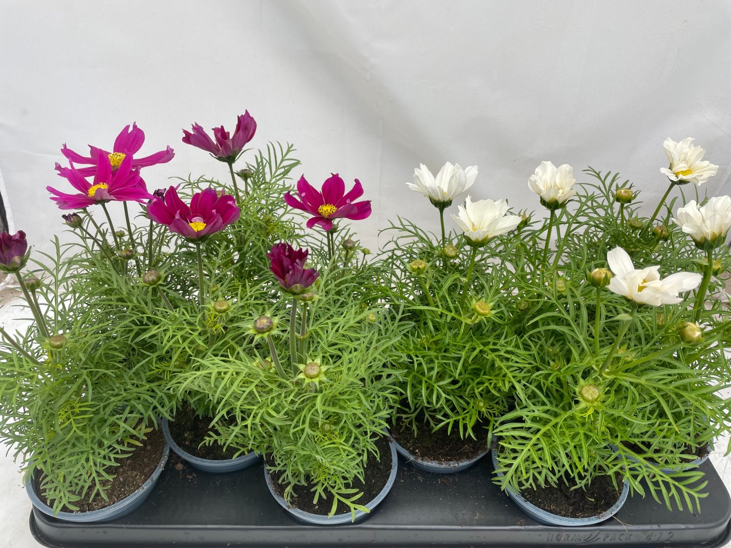 Cosmos MIX — Plant Wholesale FlorAccess