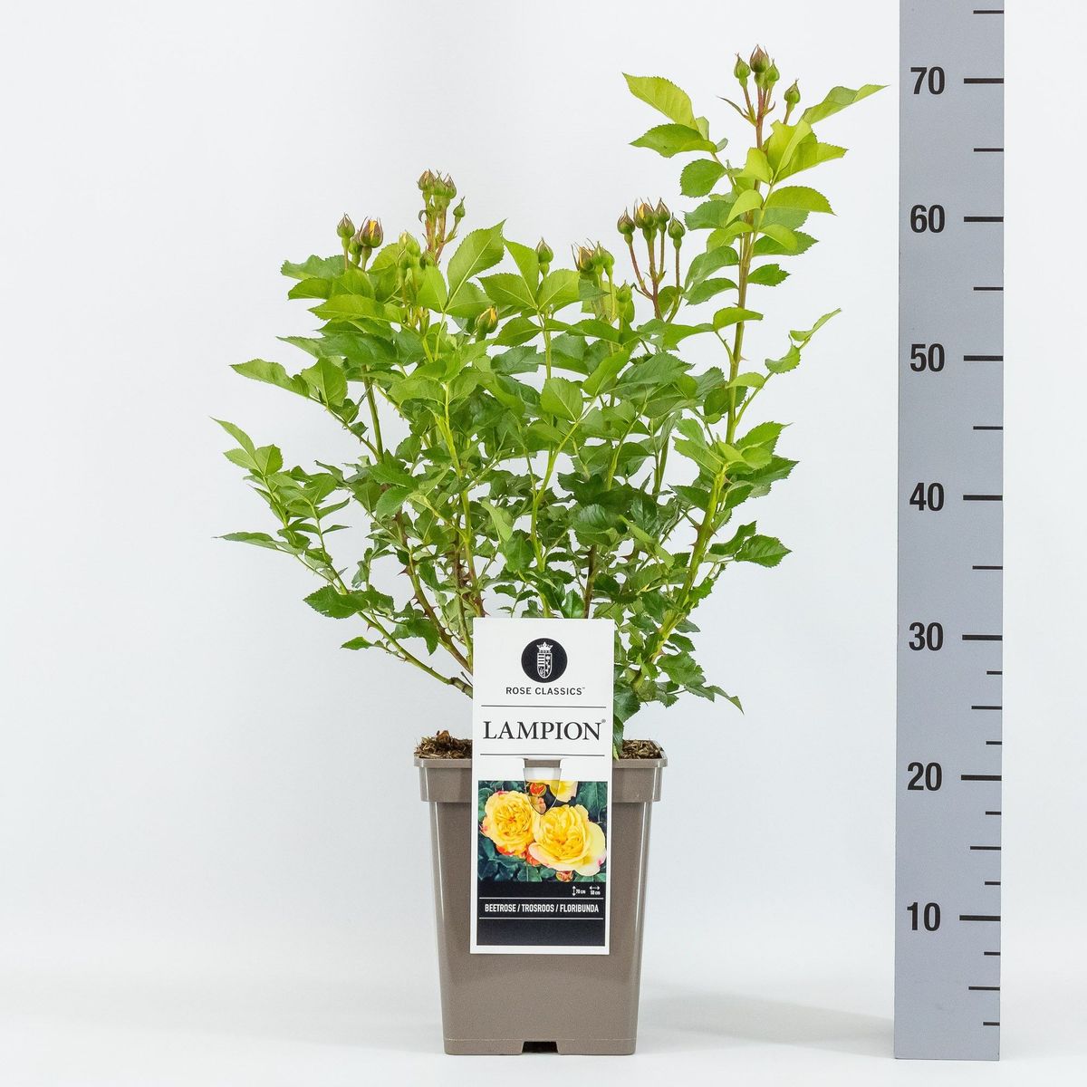 Rosa LAMPION — Plant Wholesale FlorAccess