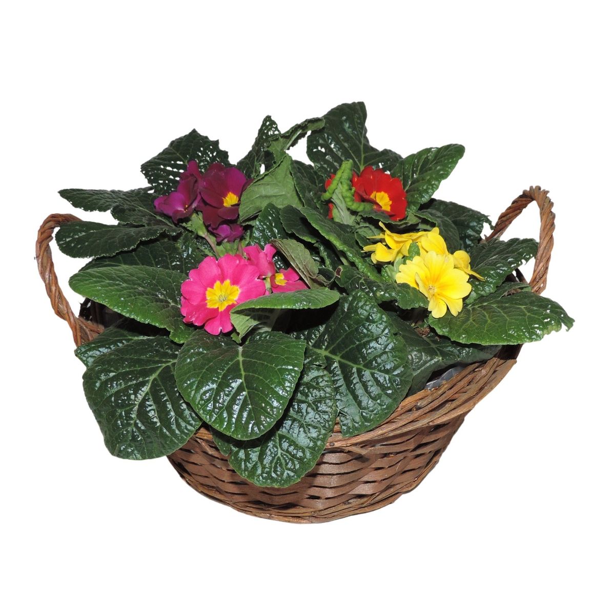 Primula ACAULIS MIX — Plant Wholesale FlorAccess