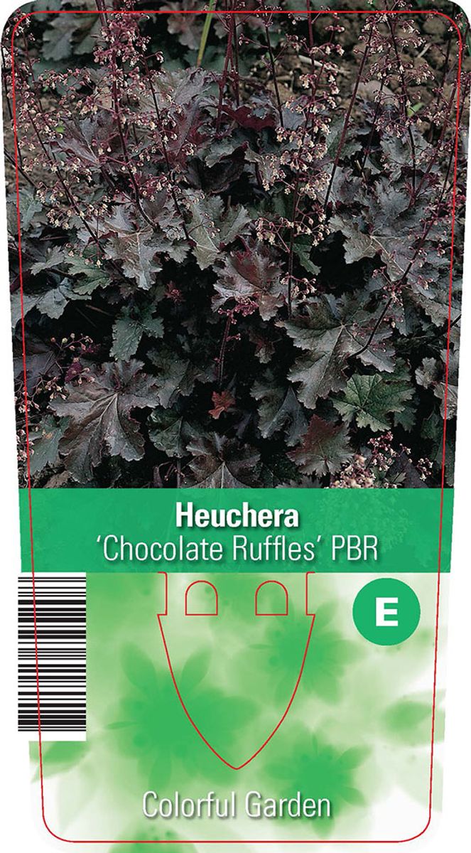 Heuchera 'Chocolate Ruffles' — Plant Wholesale FlorAccess