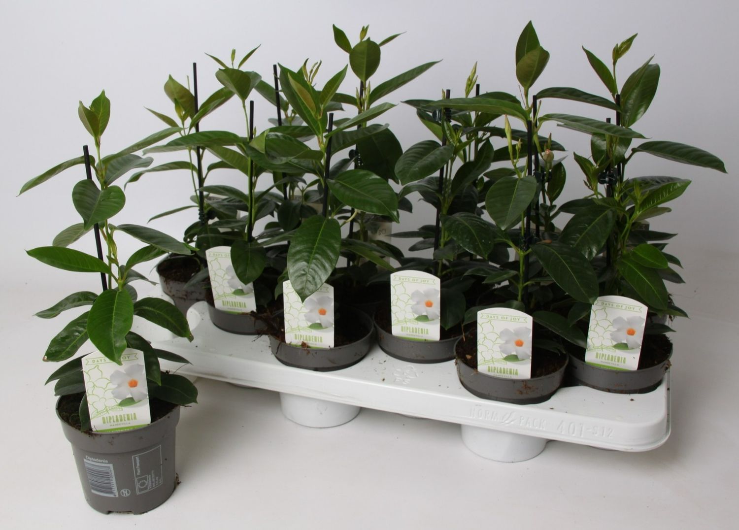 Mandevilla RIO WHITE — Plant Wholesale FlorAccess
