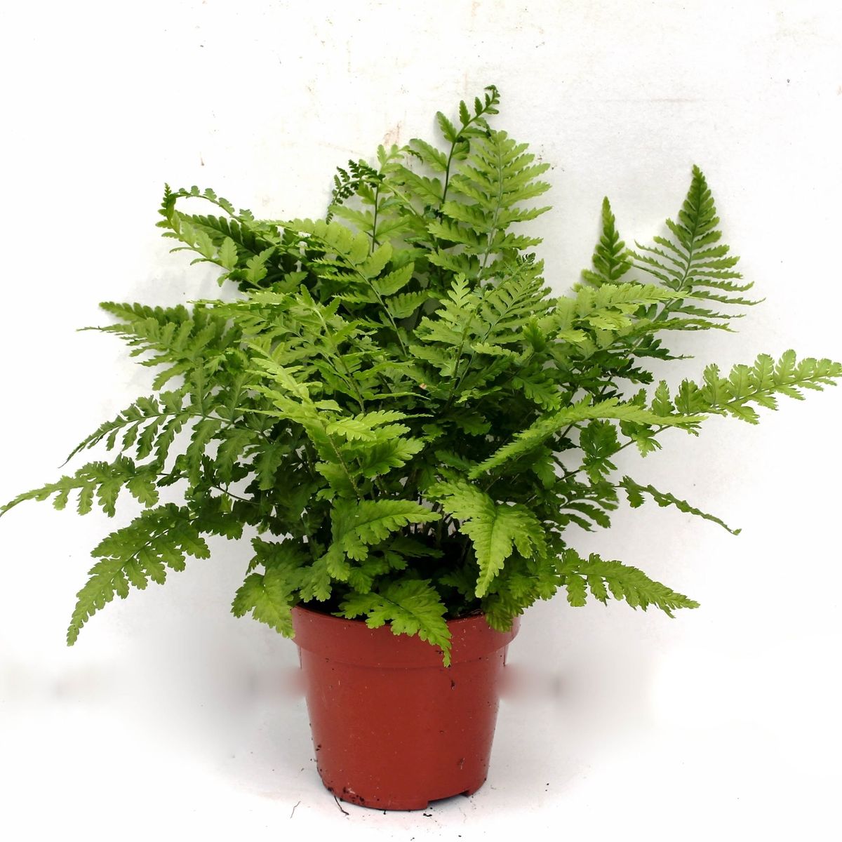 Dryopteris affinis 'Crispa' — Plant Wholesale FlorAccess