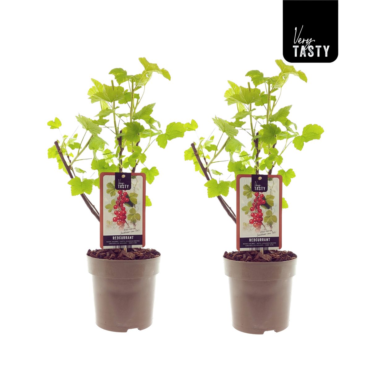 Ribes rubrum 'Jonkheer van Tets' — Grossiste en Plantes FlorAccess