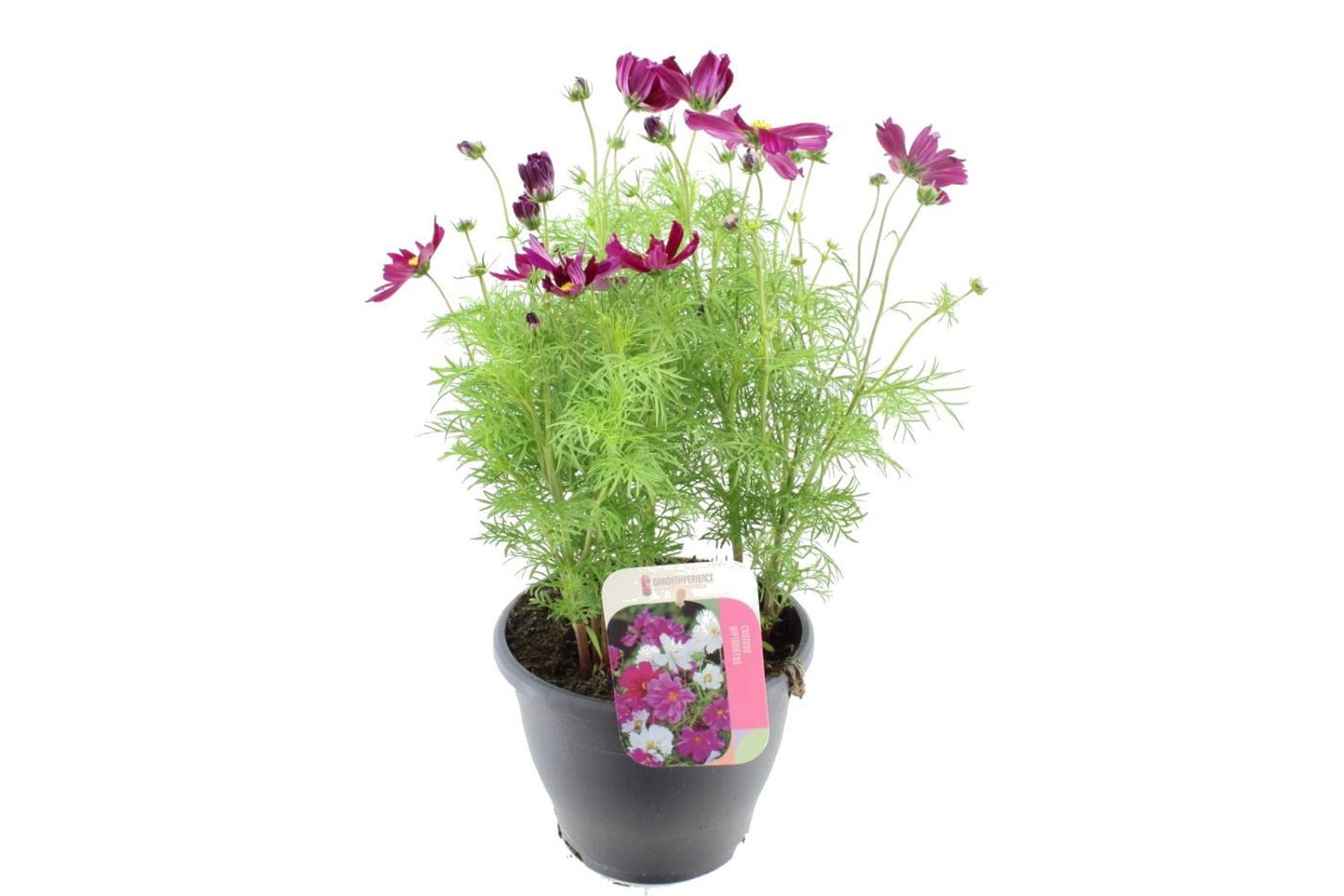 Cosmos bipinnatus 'Casanova Violet' — Plant Wholesale FlorAccess