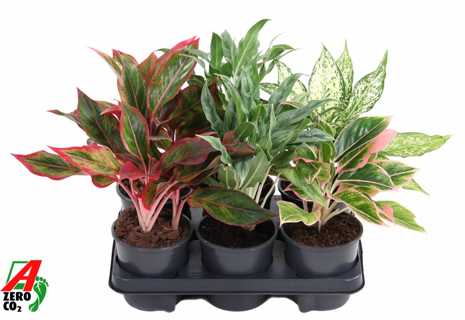 Aglaonema MIX — Plant Wholesale FlorAccess
