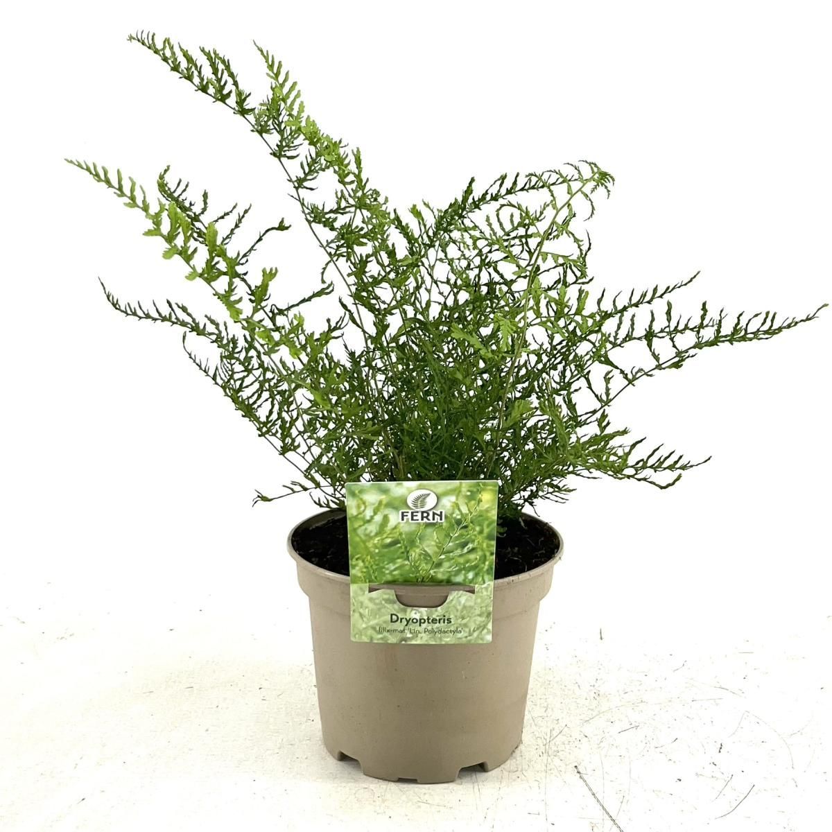 Dryopteris filix-mas 'Linearis Polydactyla' — Plant Wholesale FlorAccess