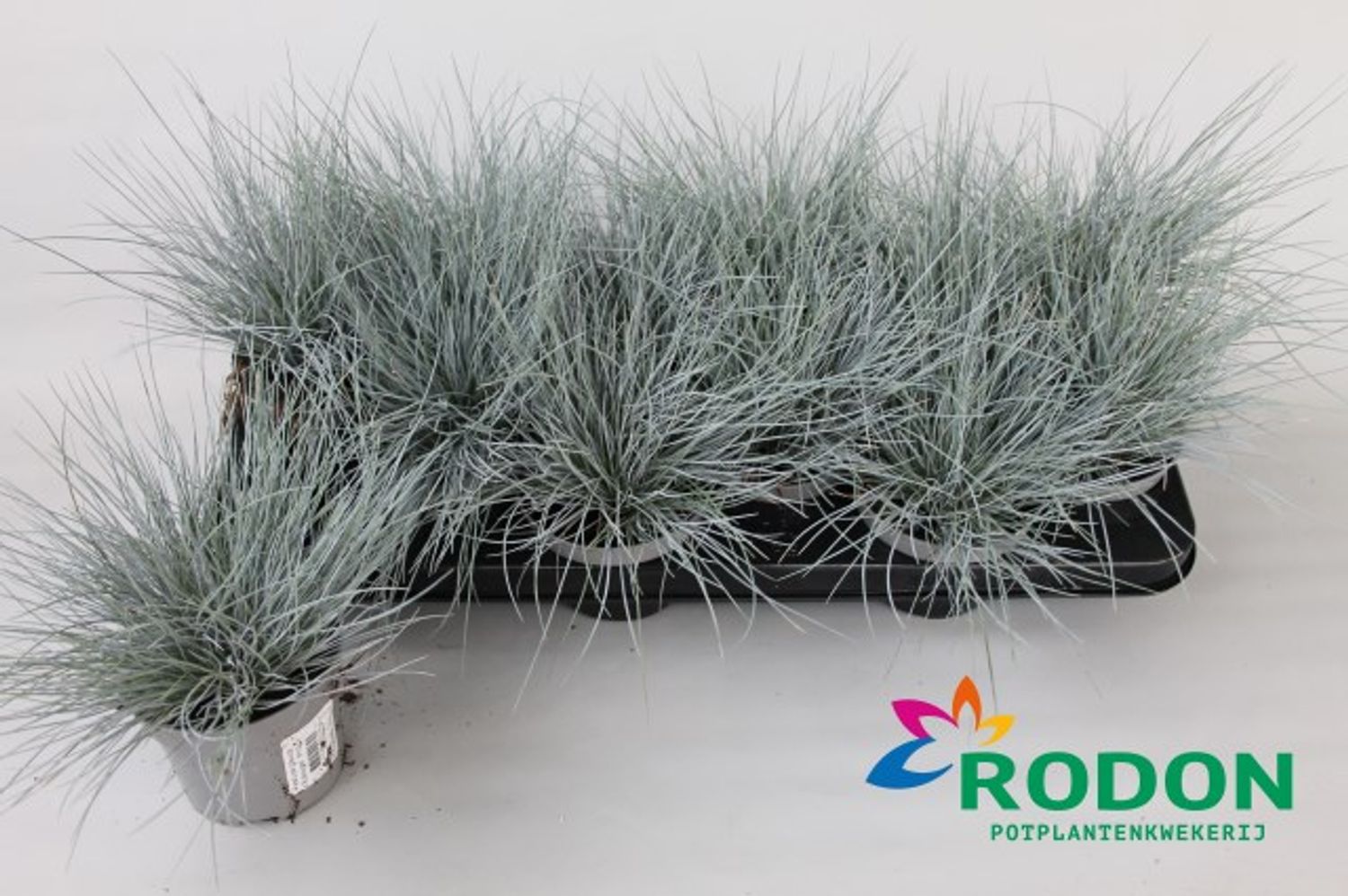 Festuca glauca 'Eisvogel' — Plant Wholesale FlorAccess