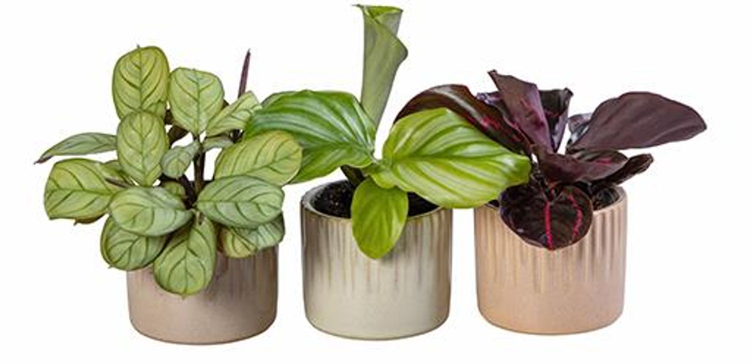 Calathea MIX — Plant Wholesale FlorAccess