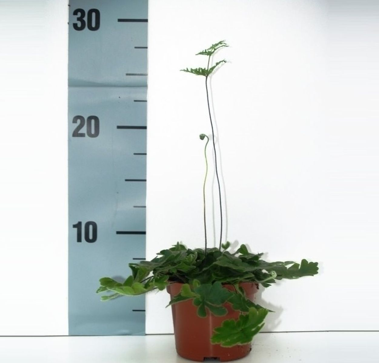 Doryopteris cordata — Plant Wholesale FlorAccess