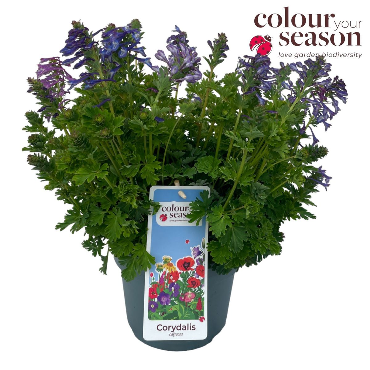 Corydalis calycosa — Plant Wholesale FlorAccess