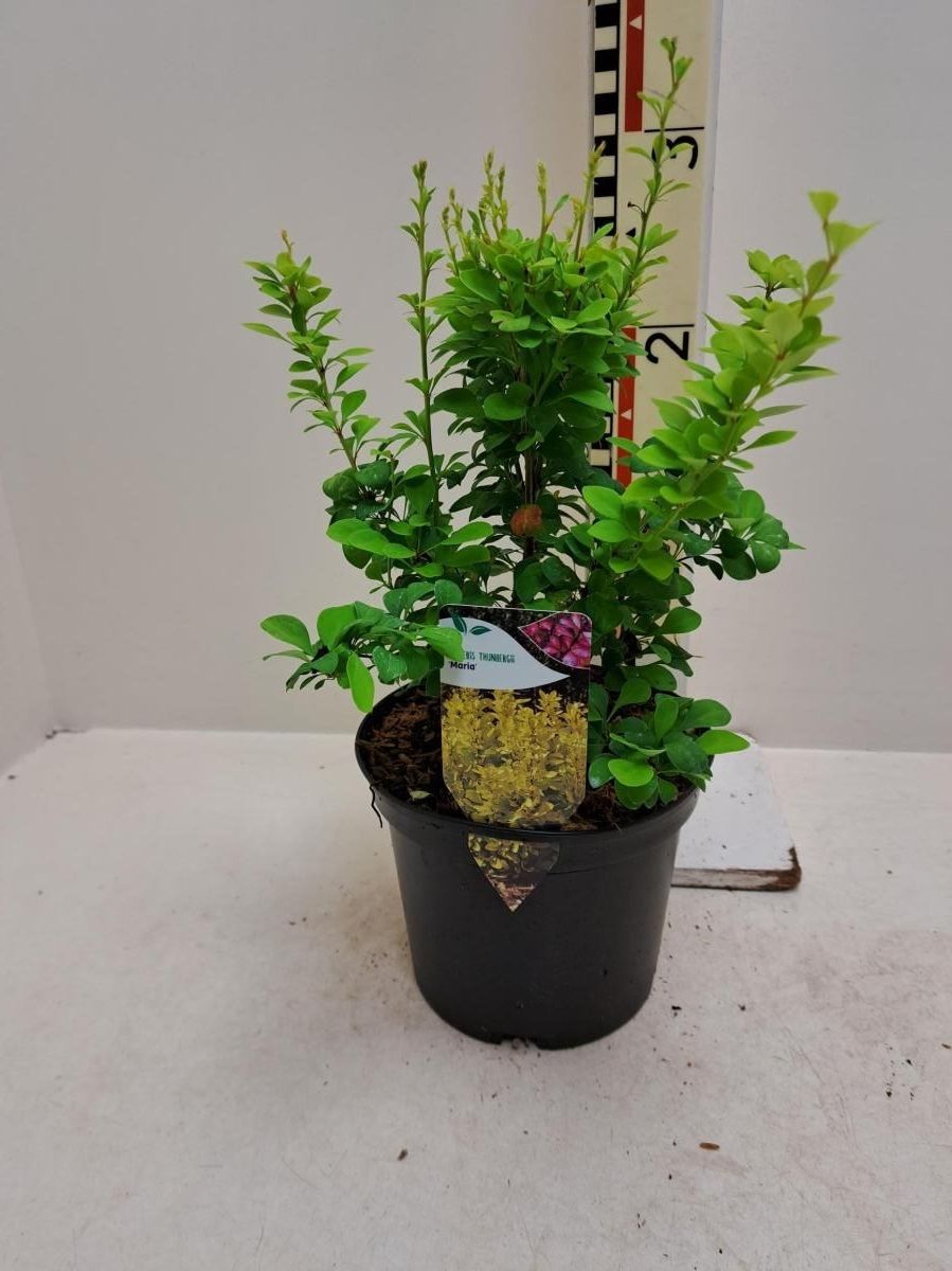 Berberis thunbergii 'Maria' — Plant Wholesale FlorAccess