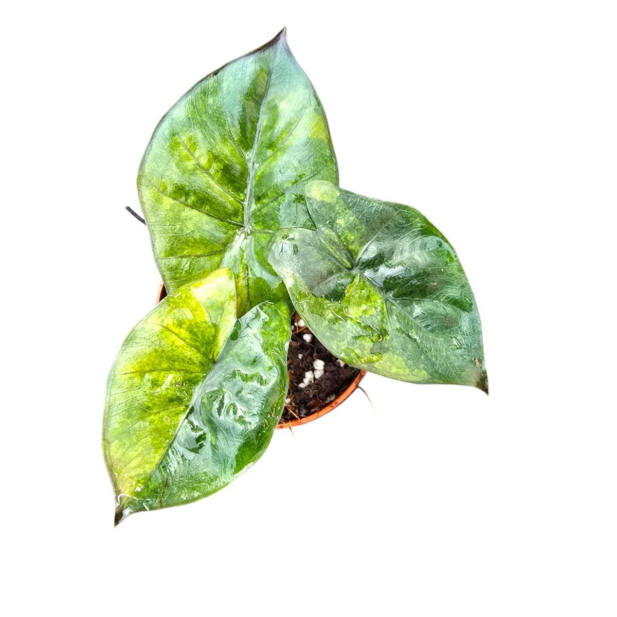 Alocasia 'Yucatan Princess Aurea' — Plant Wholesale FlorAccess