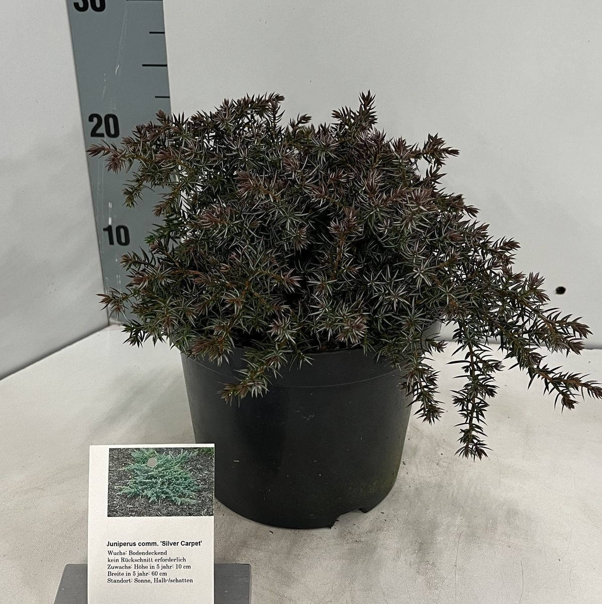 Juniperus communis 'Silver Carpet' — Plant Wholesale FlorAccess