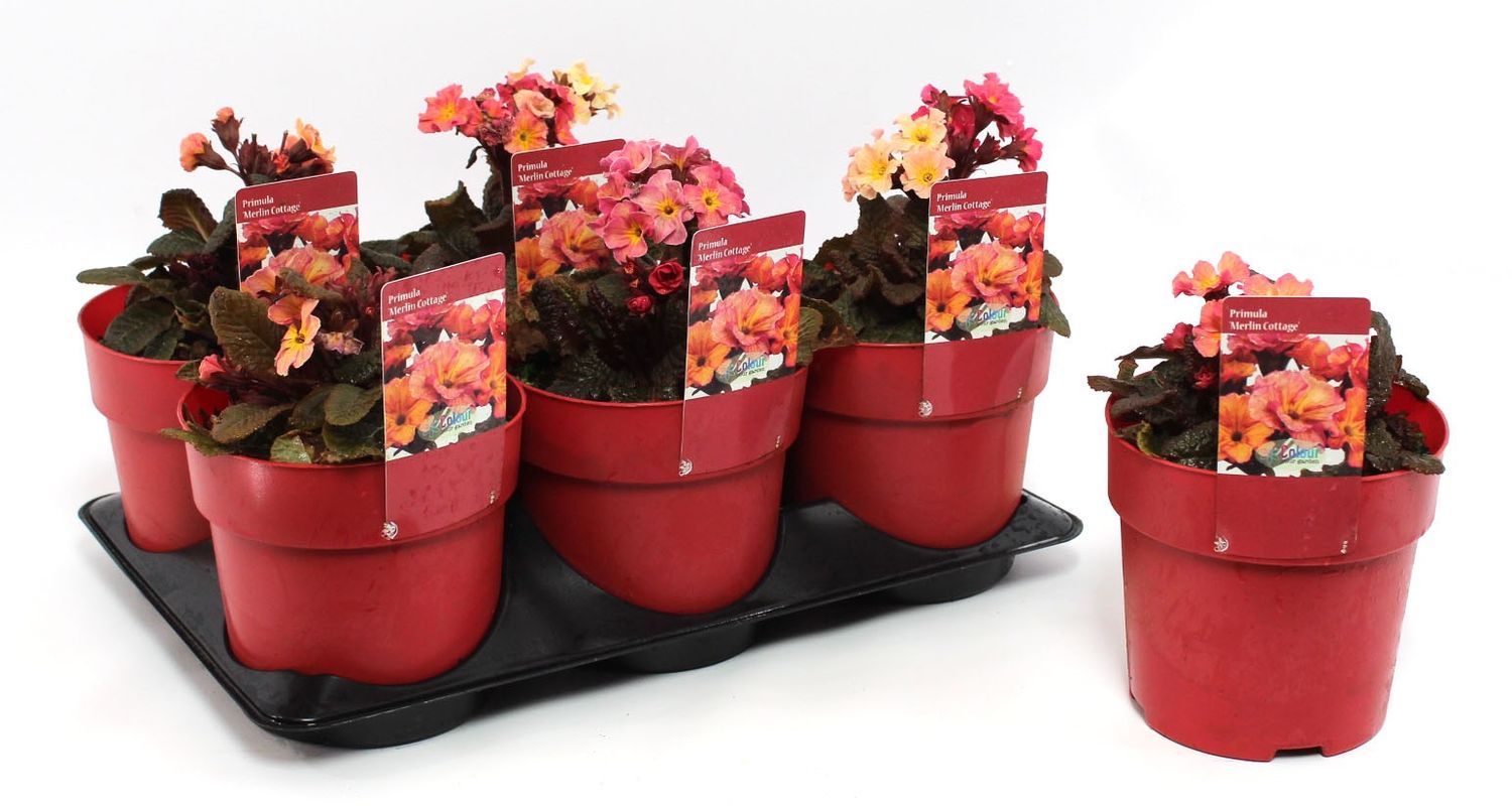 Primula 'Merlin Cottage' — Plant Wholesale FlorAccess