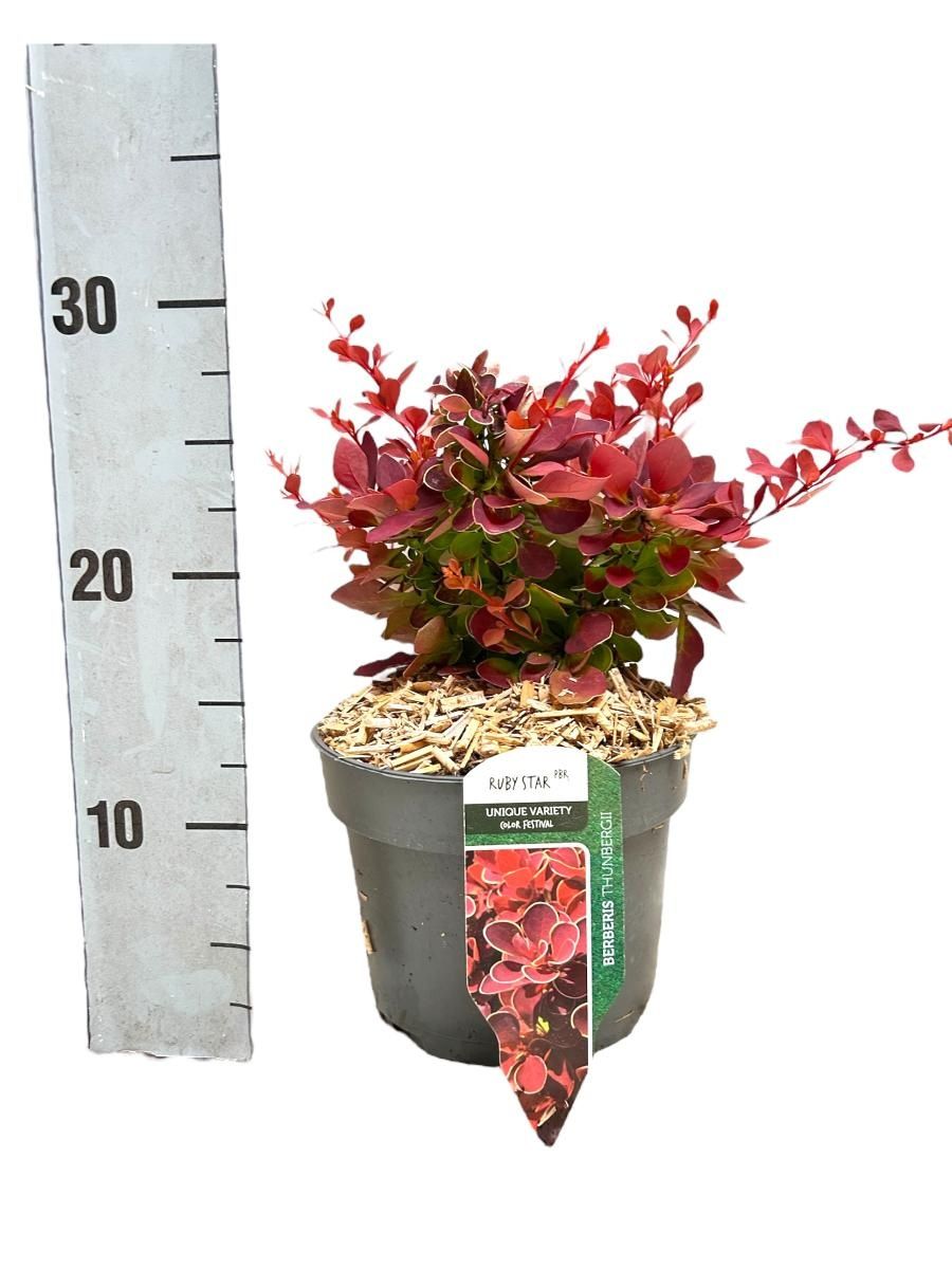 Berberis thunbergii 'Ruby Star' — Plant Wholesale FlorAccess