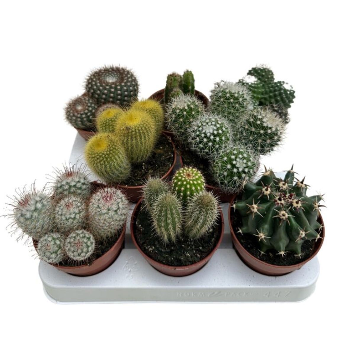 Cactus MIX — Plant Wholesale FlorAccess