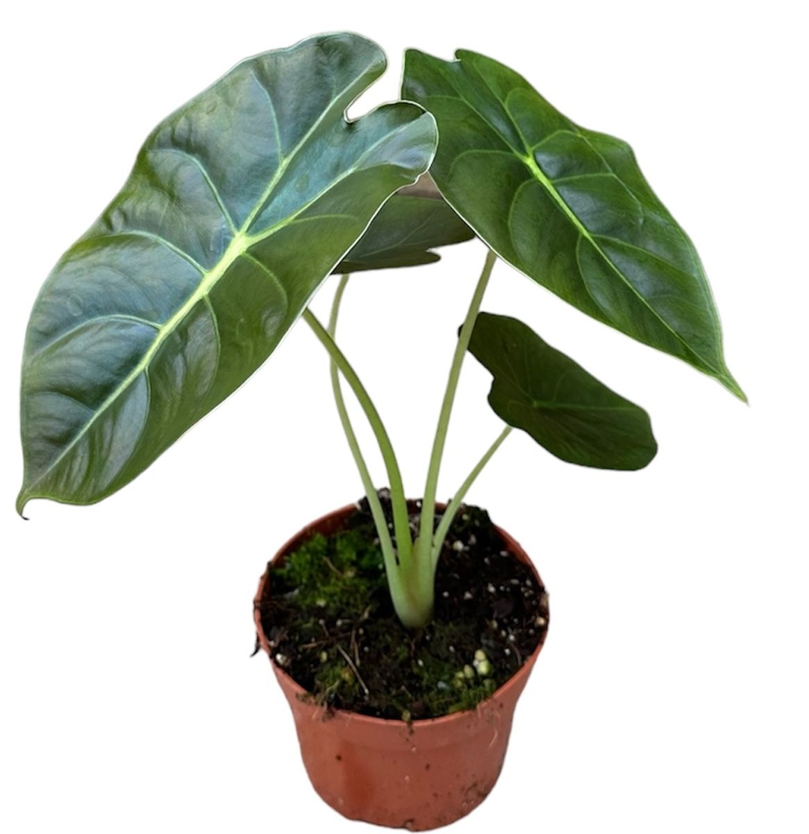 Alocasia 'Golden Bone' — Plant Wholesale FlorAccess