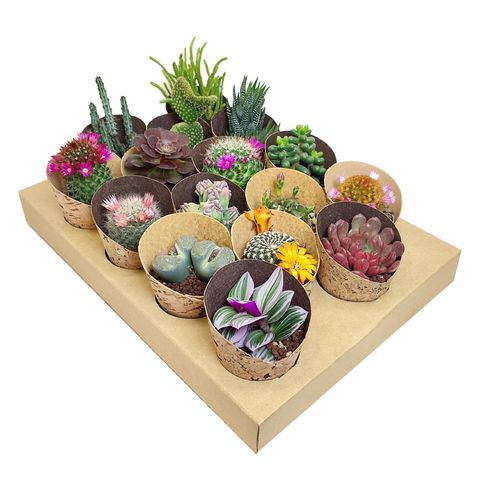 Cactus MIX — Plant Wholesale FlorAccess