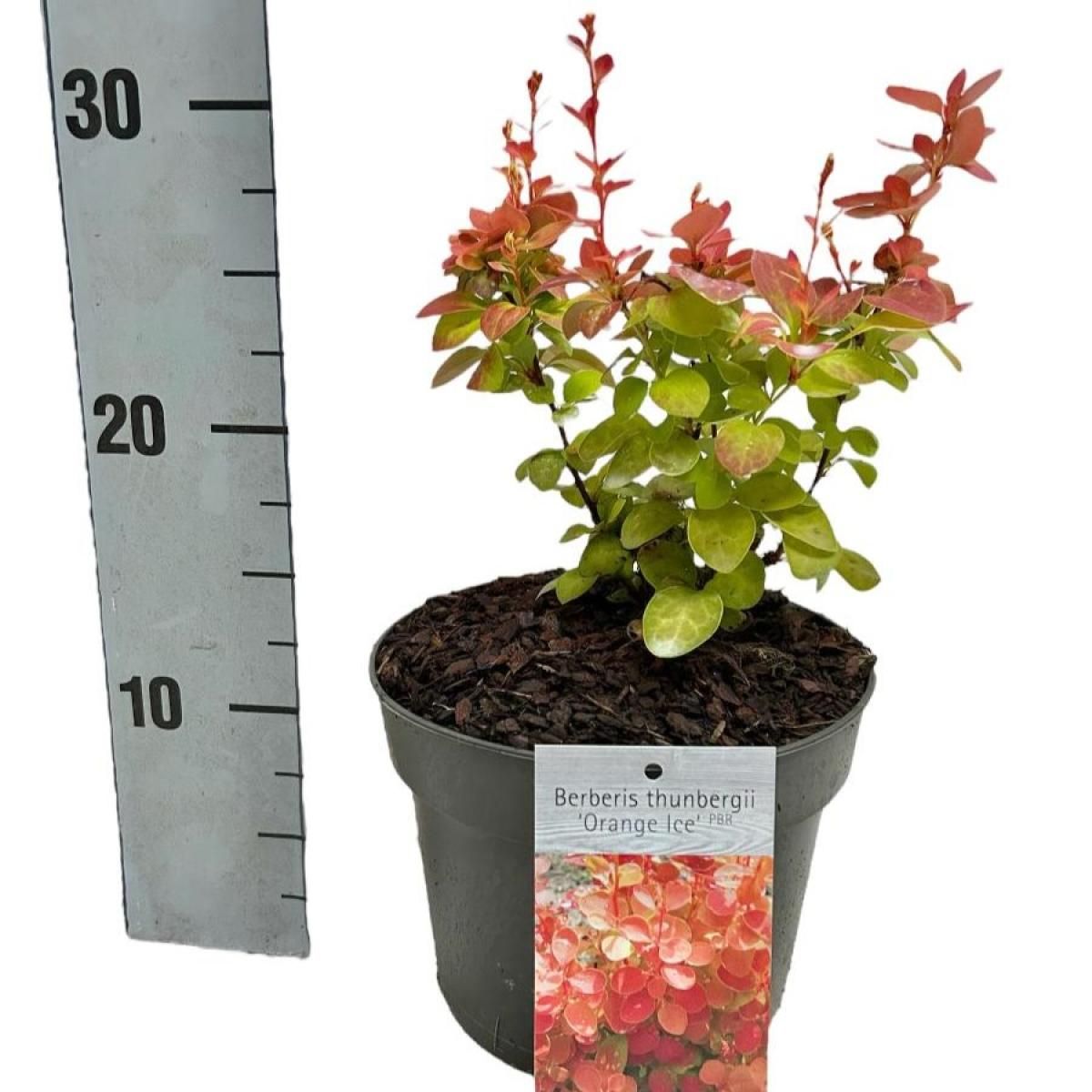 Berberis thunbergii 'Orange Ice' — Plant Wholesale FlorAccess