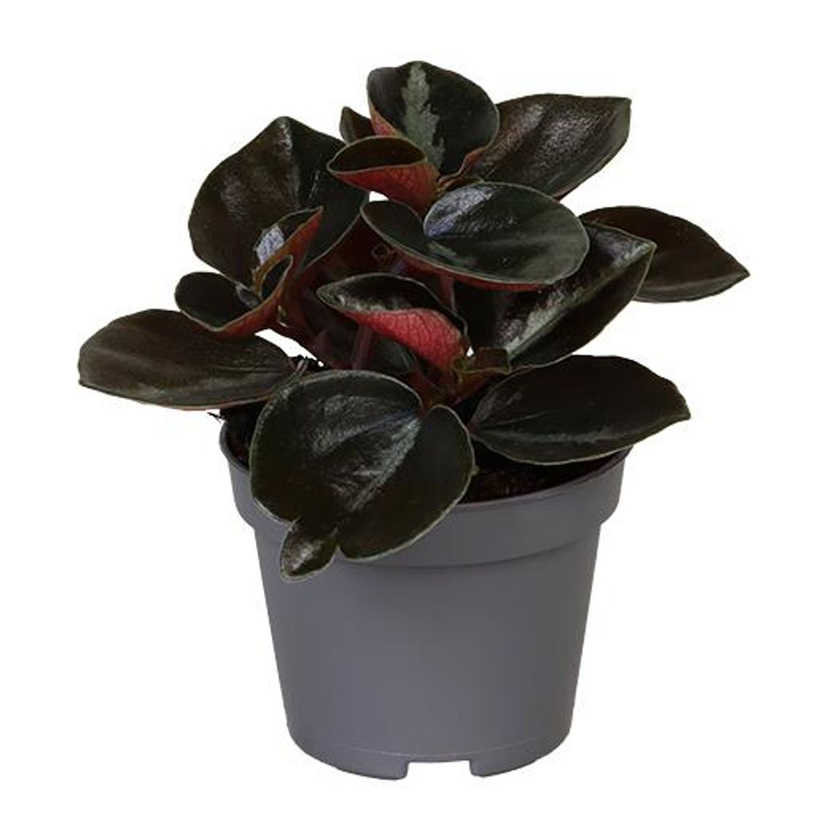 Peperomia columbiana — Plant Wholesale FlorAccess