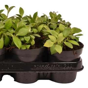 Dischidia singularis 'Apple Leaf' — Plant Wholesale FlorAccess
