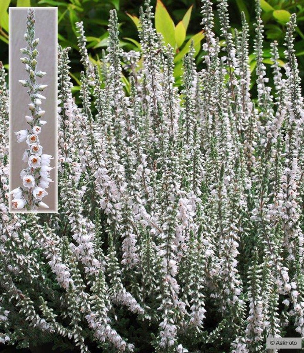 Calluna vulgaris 'Beoley Silver' — Plant Wholesale FlorAccess