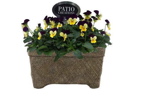 Arrangement Viola — Plant Wholesale FlorAccess