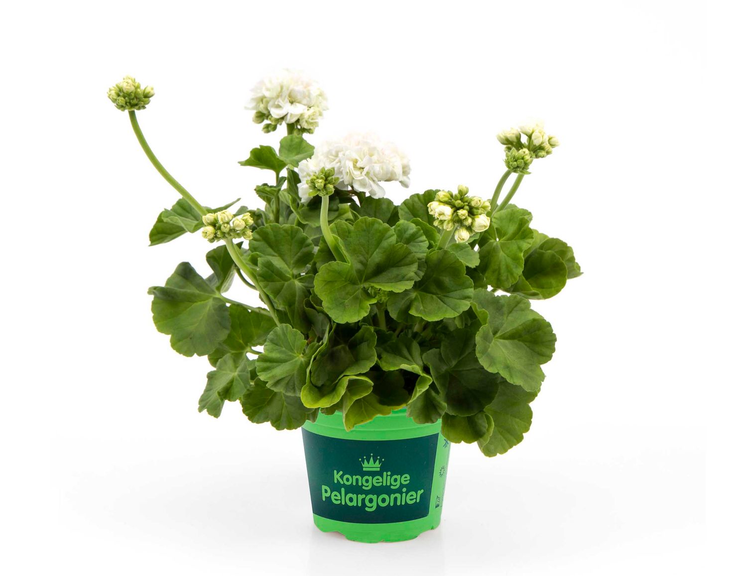 Pelargonium KRONPRINSESSE MARY — Plant Wholesale FlorAccess