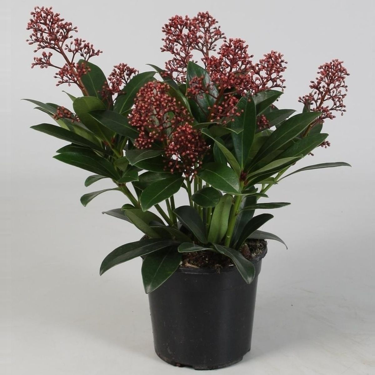 Skimmia japonica 'Rubella' — Plant Wholesale FlorAccess
