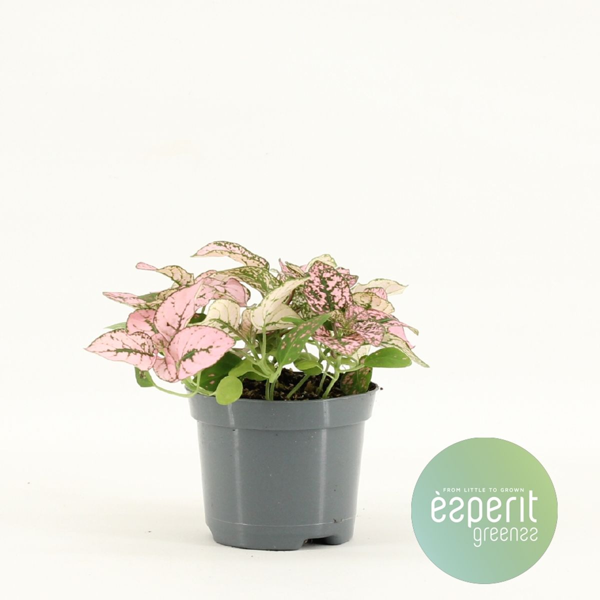 Hypoestes MIX IN POT PINK — Plant Wholesale FlorAccess