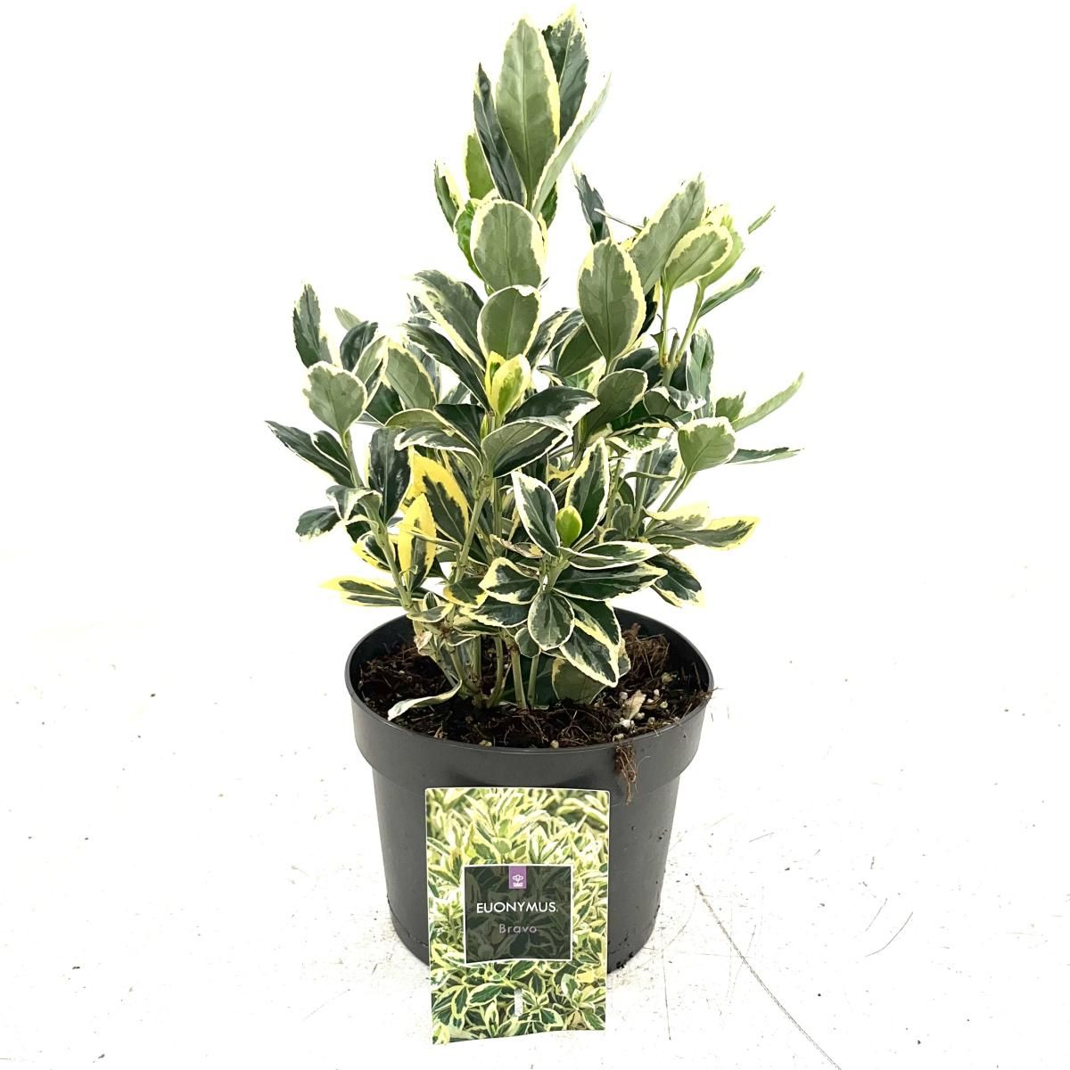 Euonymus japonicus 'Bravo' — Plant Wholesale FlorAccess