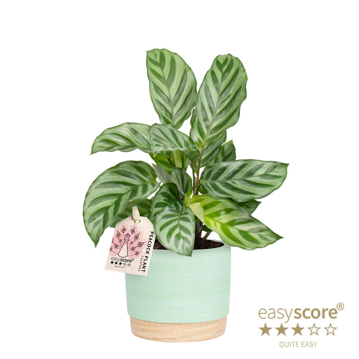Calathea concinna 'Freddy' — Plant Wholesale FlorAccess