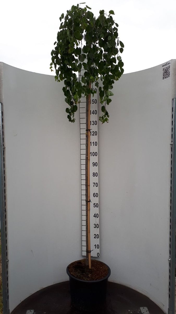 Cercidiphyllum japonicum 'Pendulum' — Plant Wholesale FlorAccess