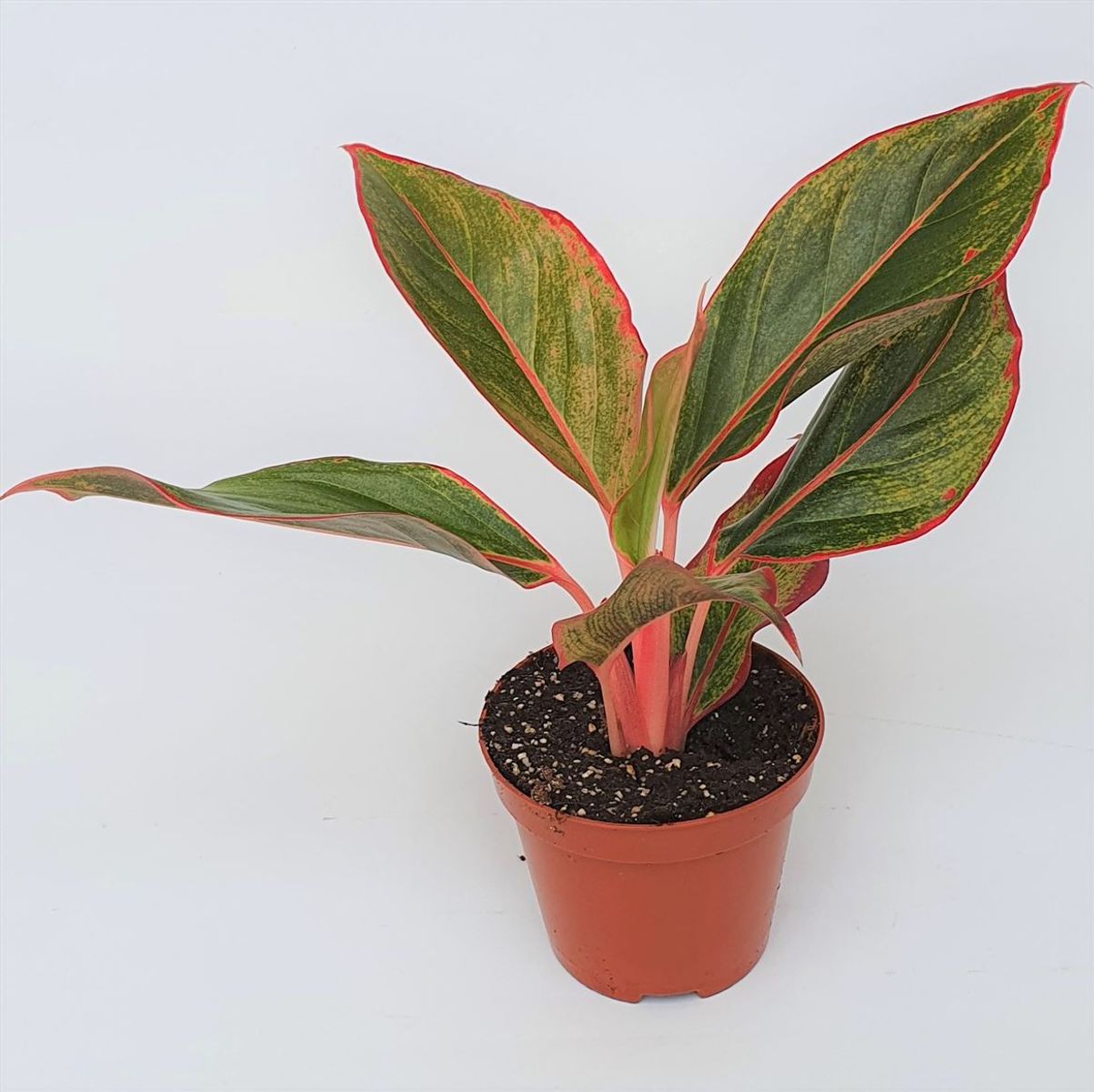 Aglaonema CRETE — Plant Wholesale FlorAccess