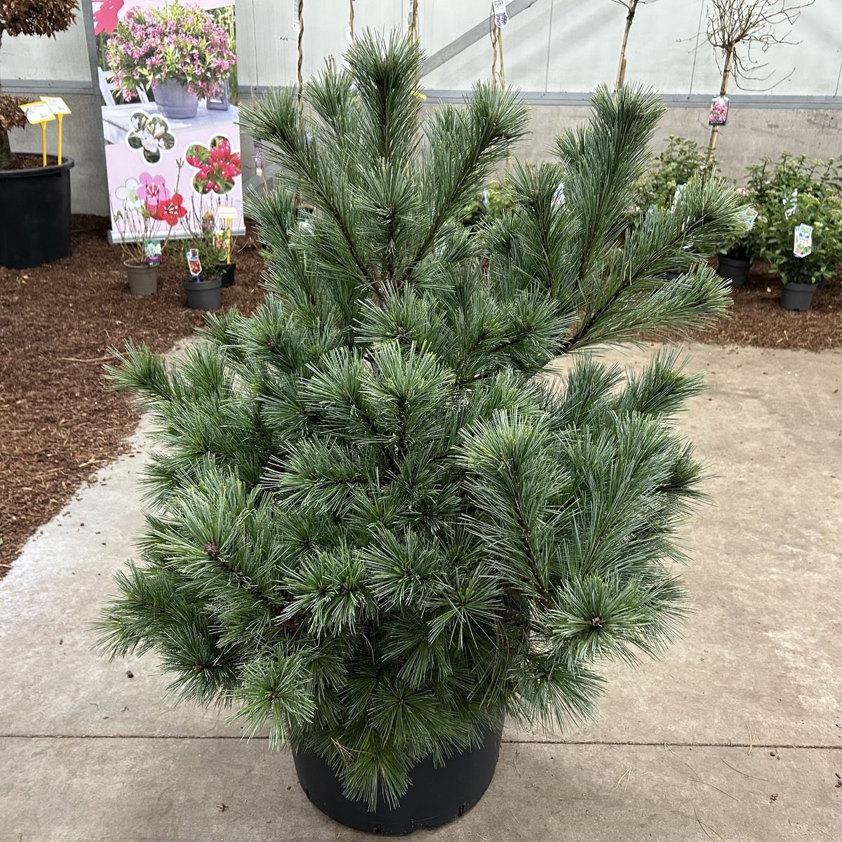 Pinus strobus 'Radiata' — Plant Wholesale FlorAccess