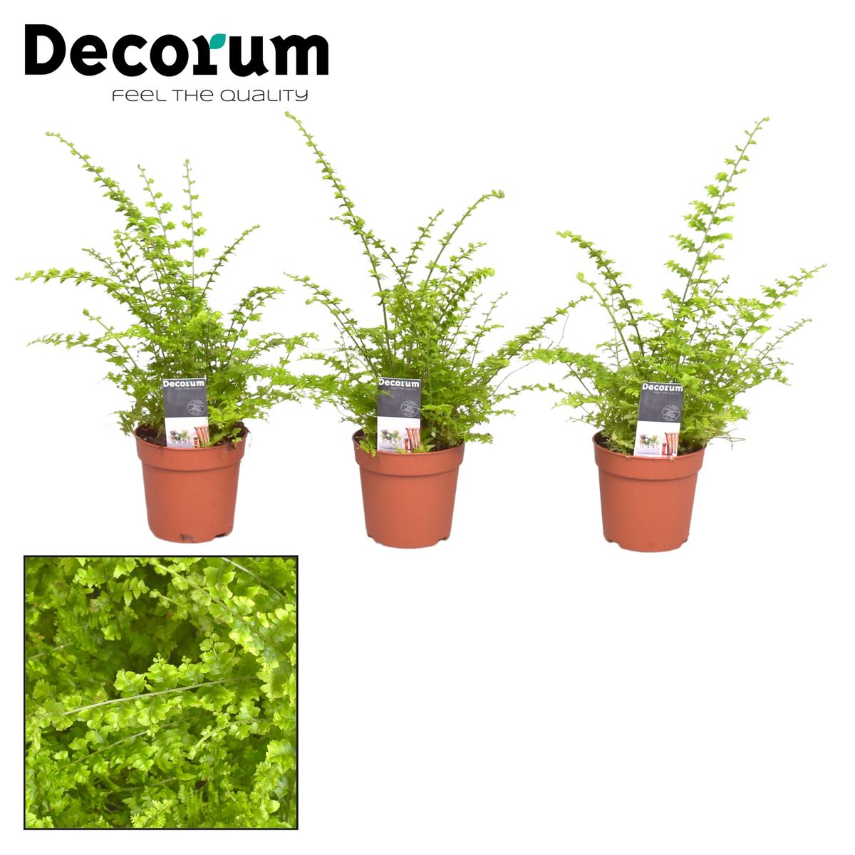 Nephrolepis exaltata 'Green Fantasy' — Plant Wholesale FlorAccess