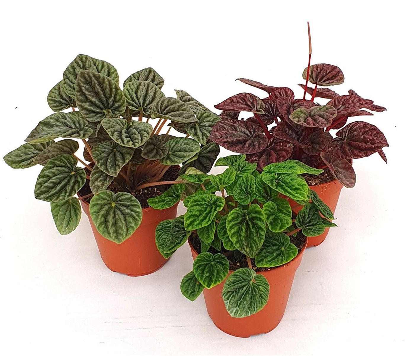 Peperomia caperata MIX — Plant Wholesale FlorAccess