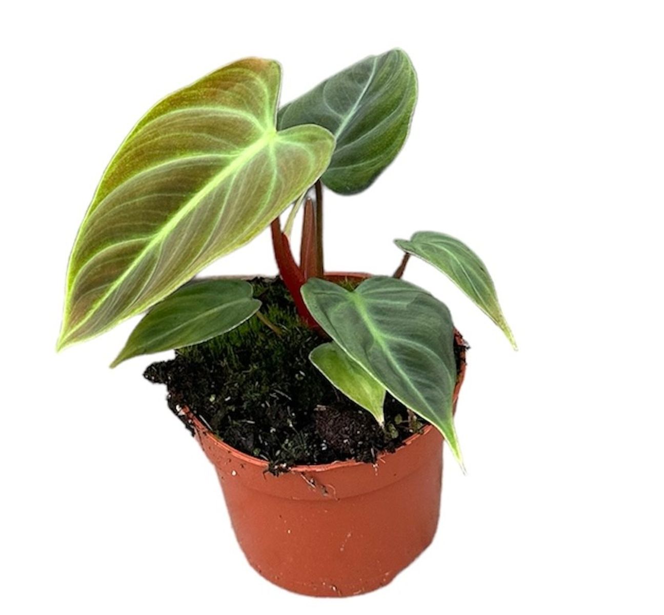 Philodendron 'El Choco Red' — Plant Wholesale FlorAccess