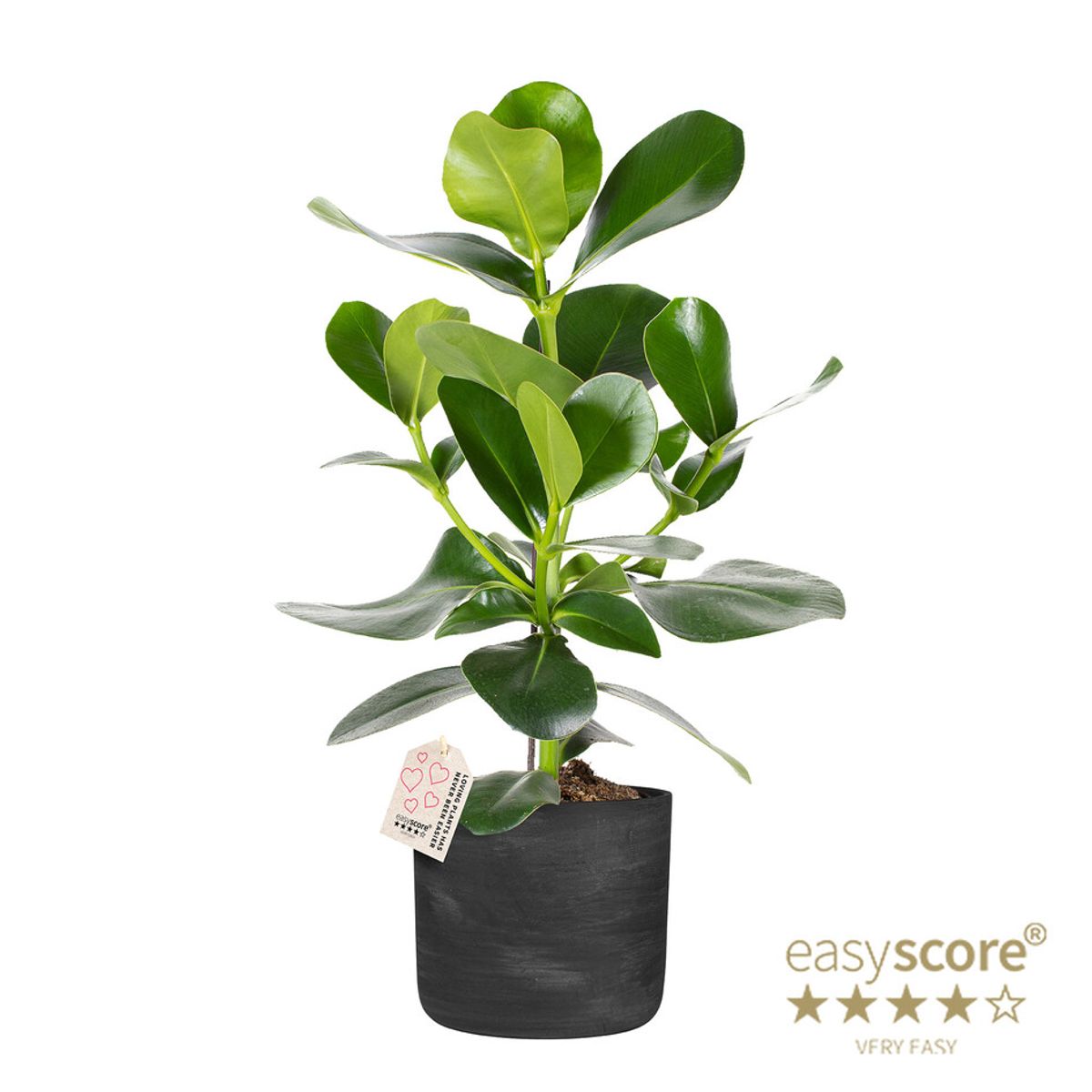 Clusia rosea — Plant Wholesale FlorAccess