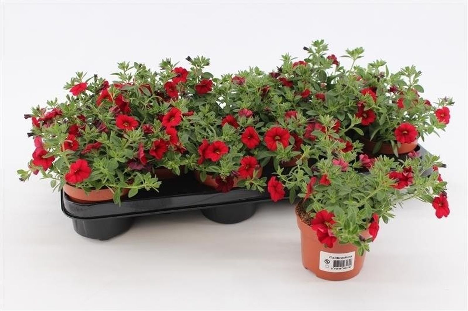 Calibrachoa MINIFAMOUS SUPER RED — Plant Wholesale FlorAccess