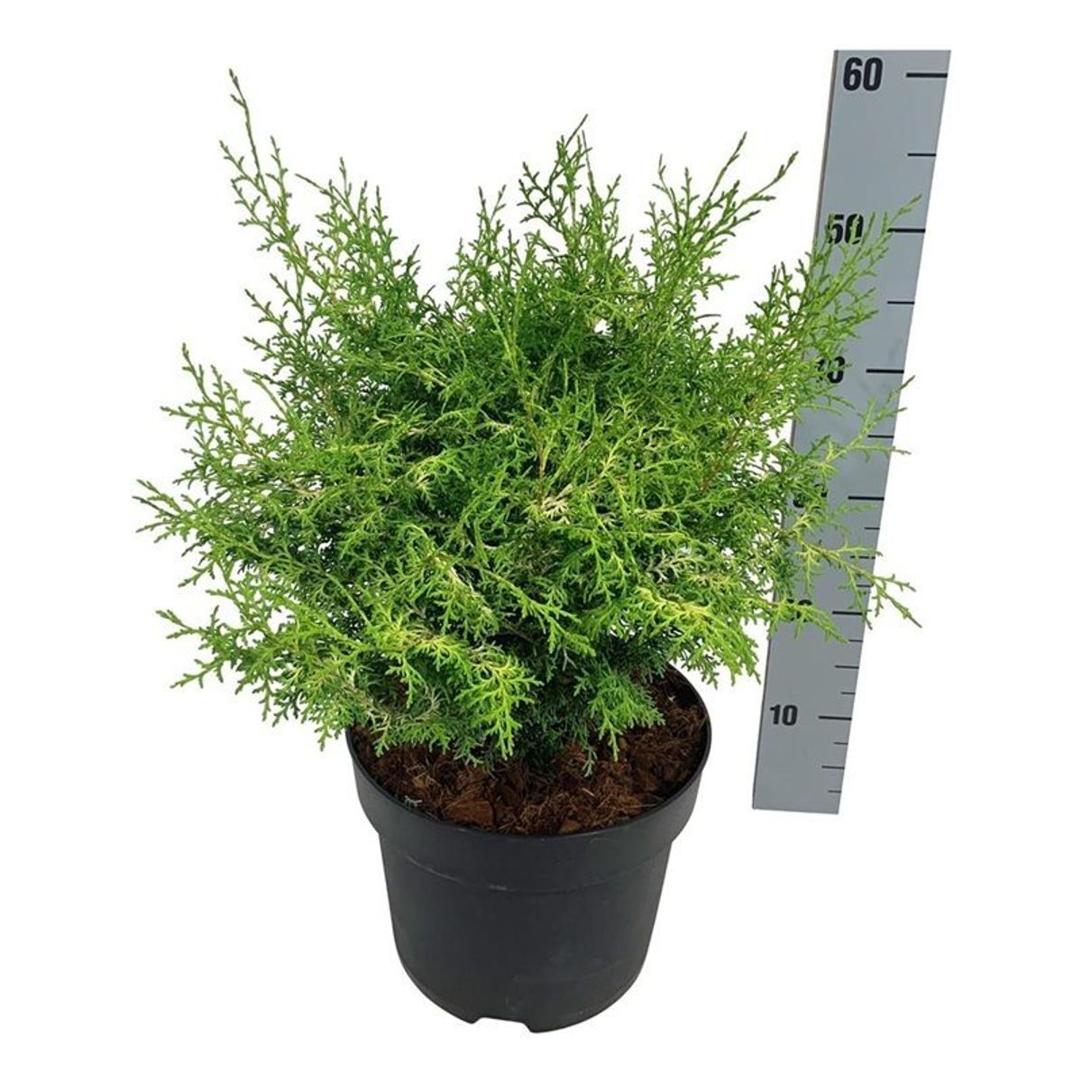 Chamaecyparis obtusa 'Lucas' — Plant Wholesale FlorAccess