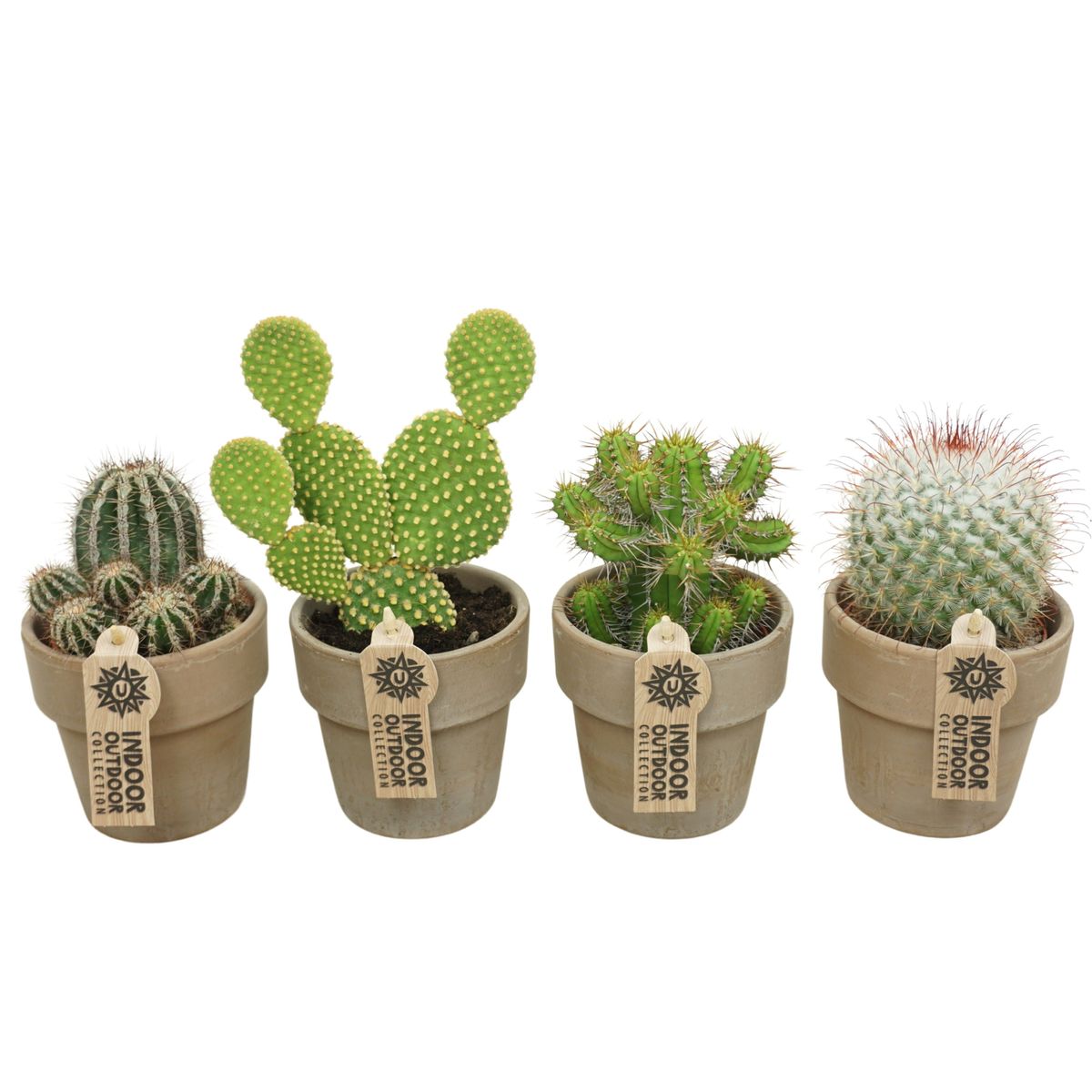 Cactus MIX IN POT — Plant Wholesale FlorAccess