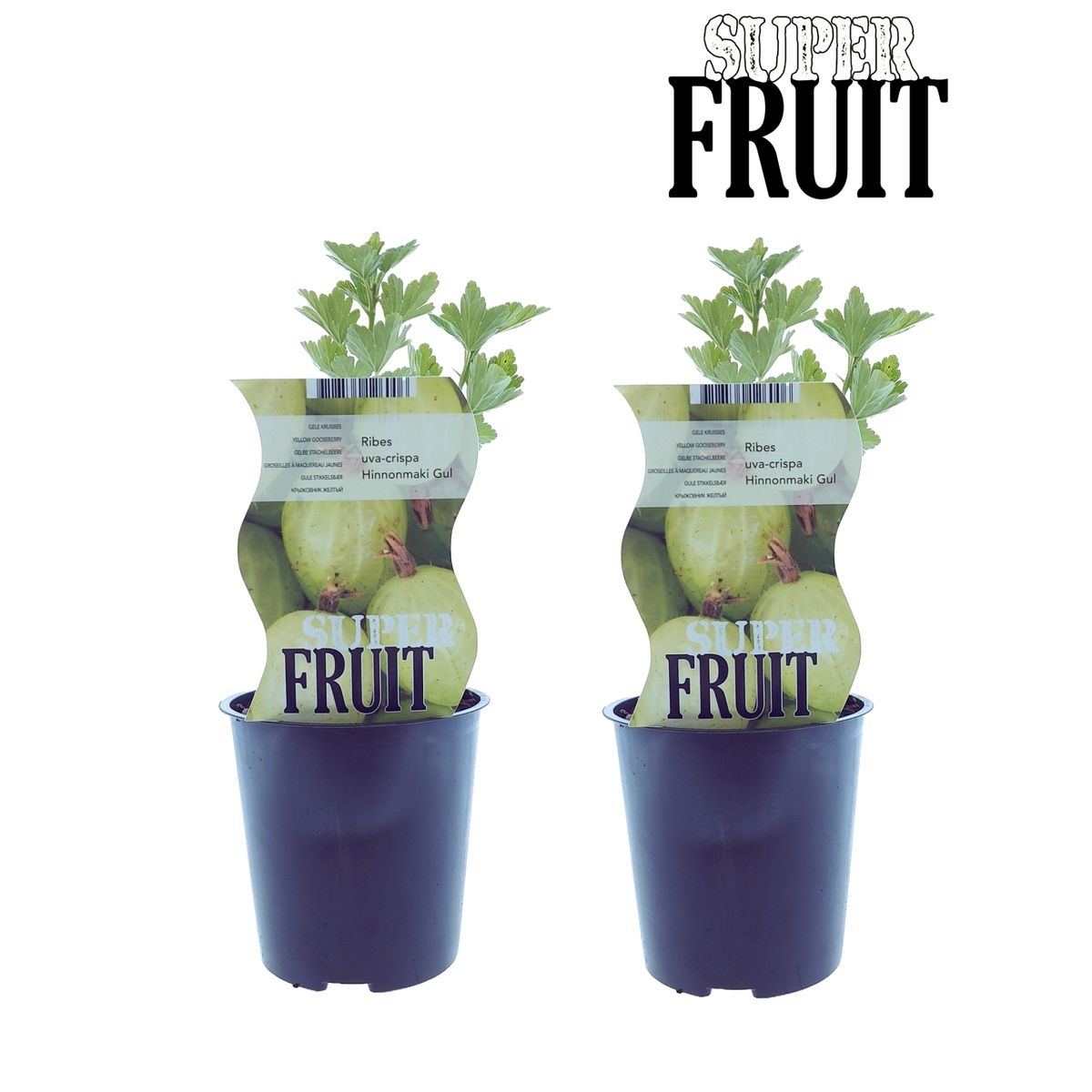 Ribes uva-crispa 'Hinnonmäki Gul' — Plant Wholesale FlorAccess